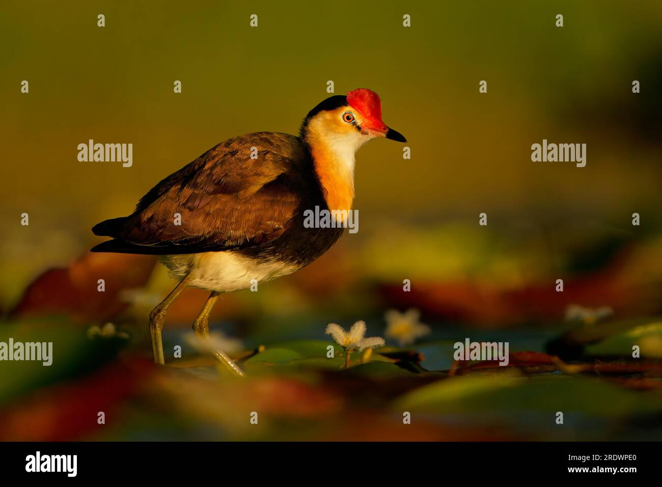 Lily trotter hi-res stock photography and images - Alamy