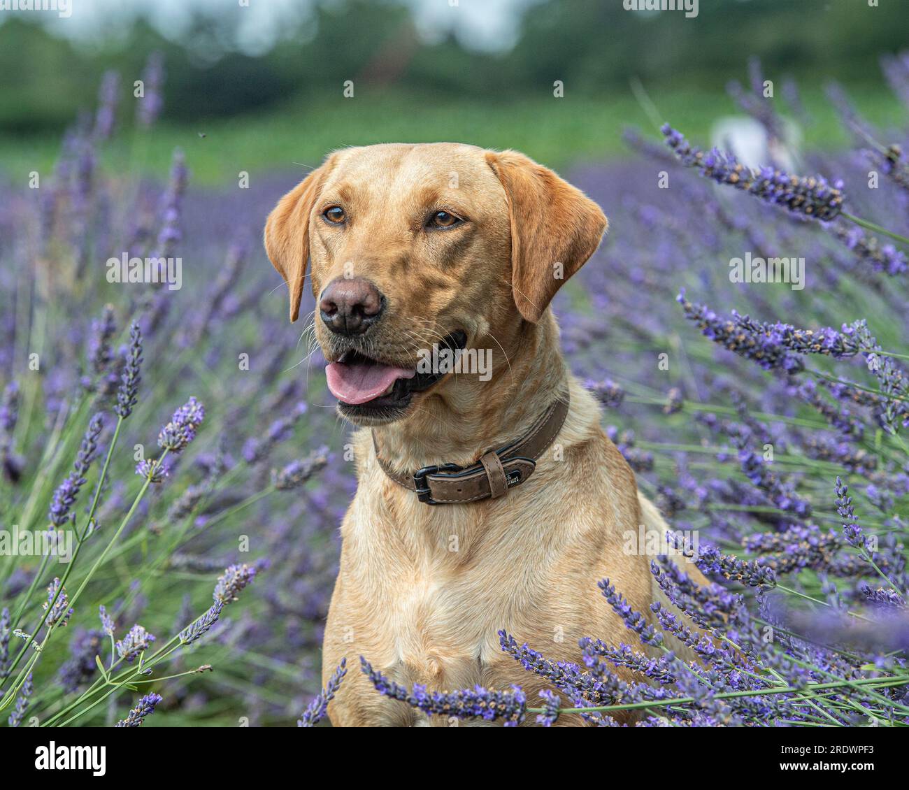 yellow Labrador Retriever dog Stock Photo - Alamy