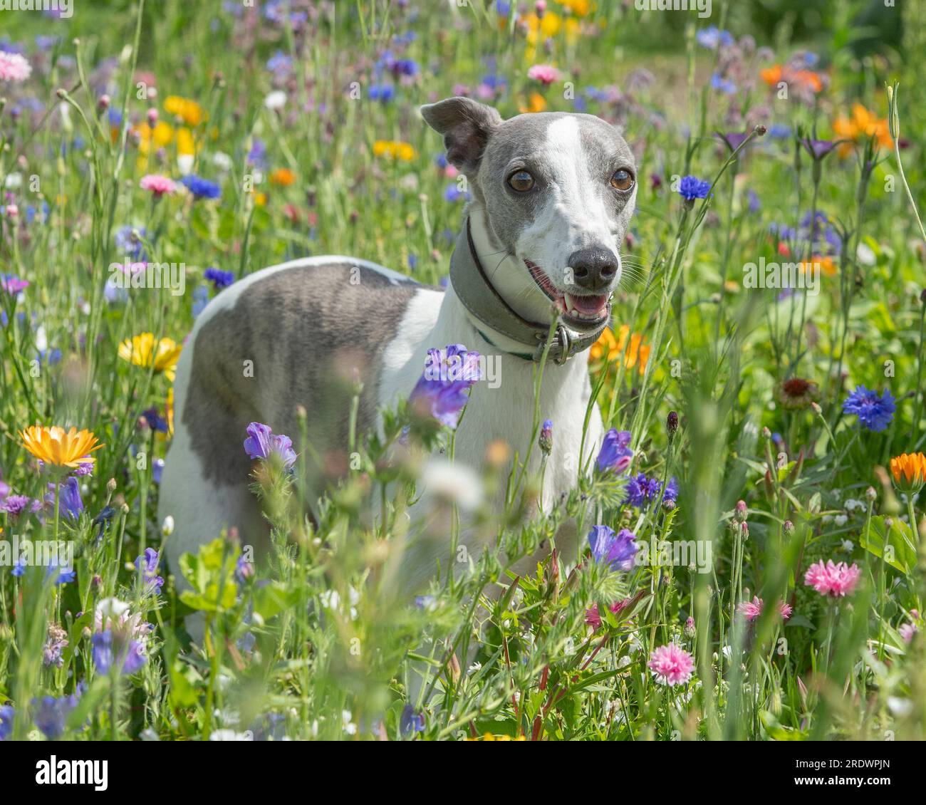 Whippet in a wild flower meaadow Stock Photo - Alamy