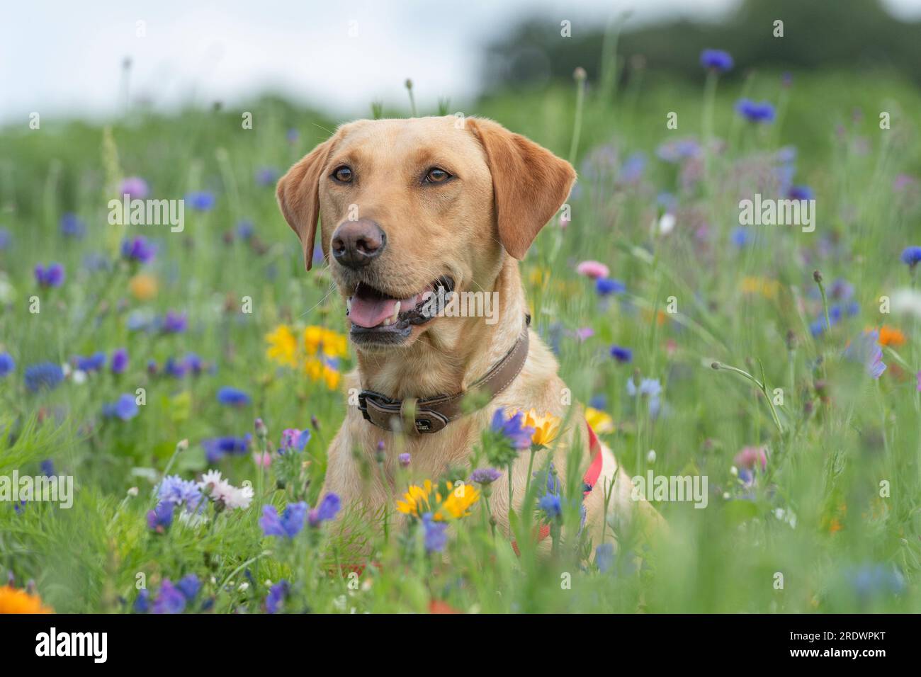 Yellow Labrador Retriever dog in wild flower meadow Stock Photo - Alamy