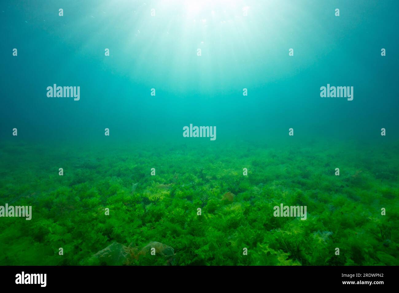 Sunlight underwater with green seaweed on the seabed, natural ...