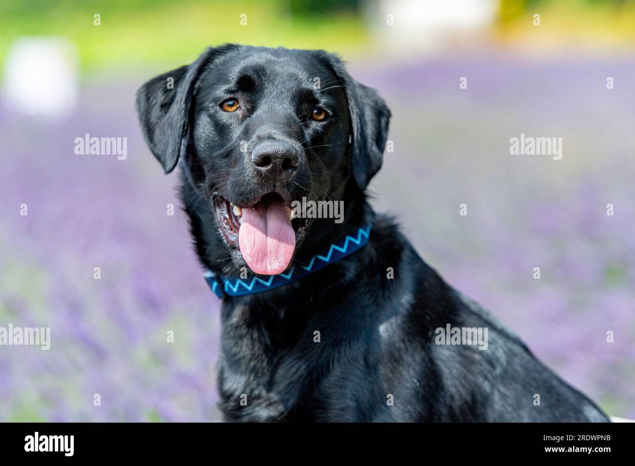Black Labrador Retriever dog in flowers Stock Photo - Alamy