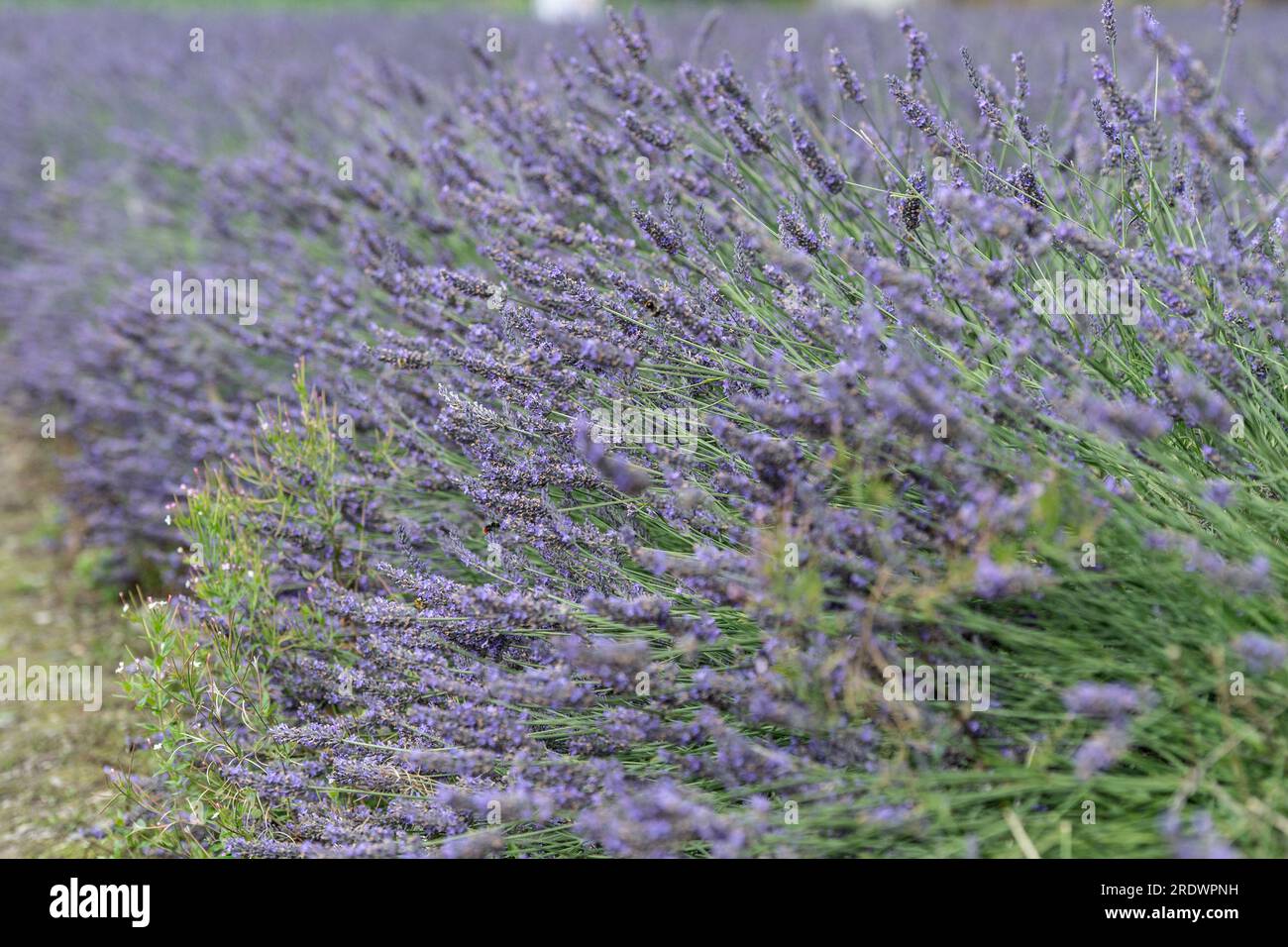 Field of flowers uk landscape hi-res stock photography and images - Alamy