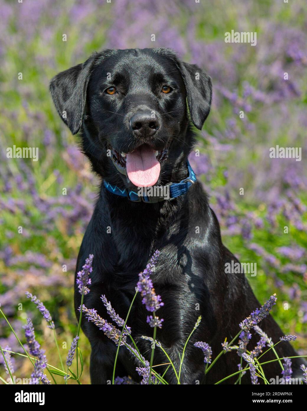 Black Labrador Retriever dog in flowers Stock Photo - Alamy