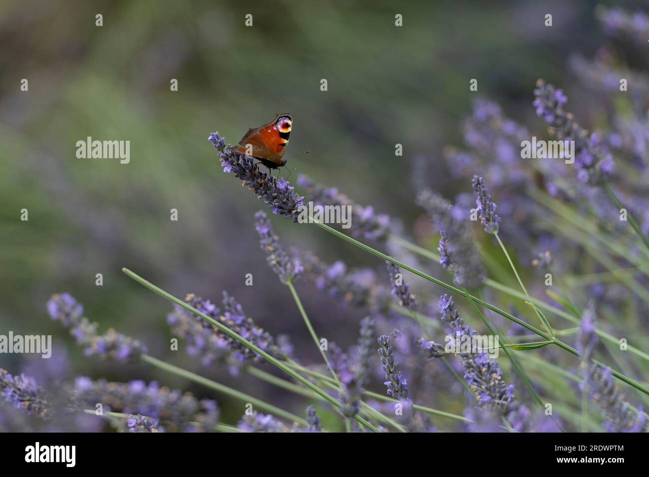 Portrait happy butterfly hi-res stock photography and images - Alamy