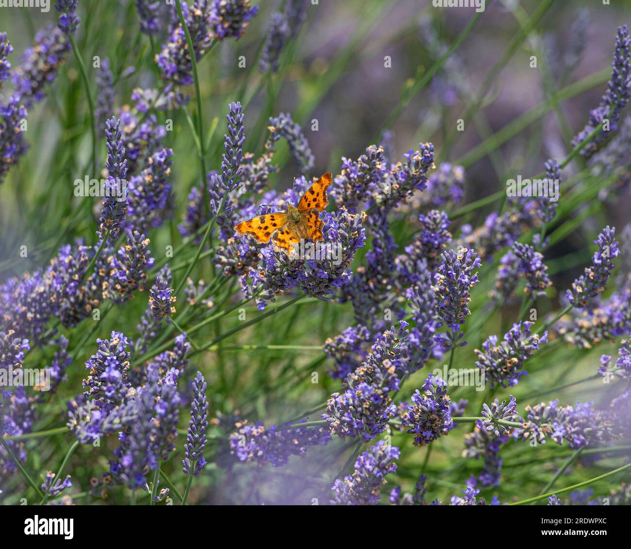Comma butterfly on lavender Stock Photo - Alamy