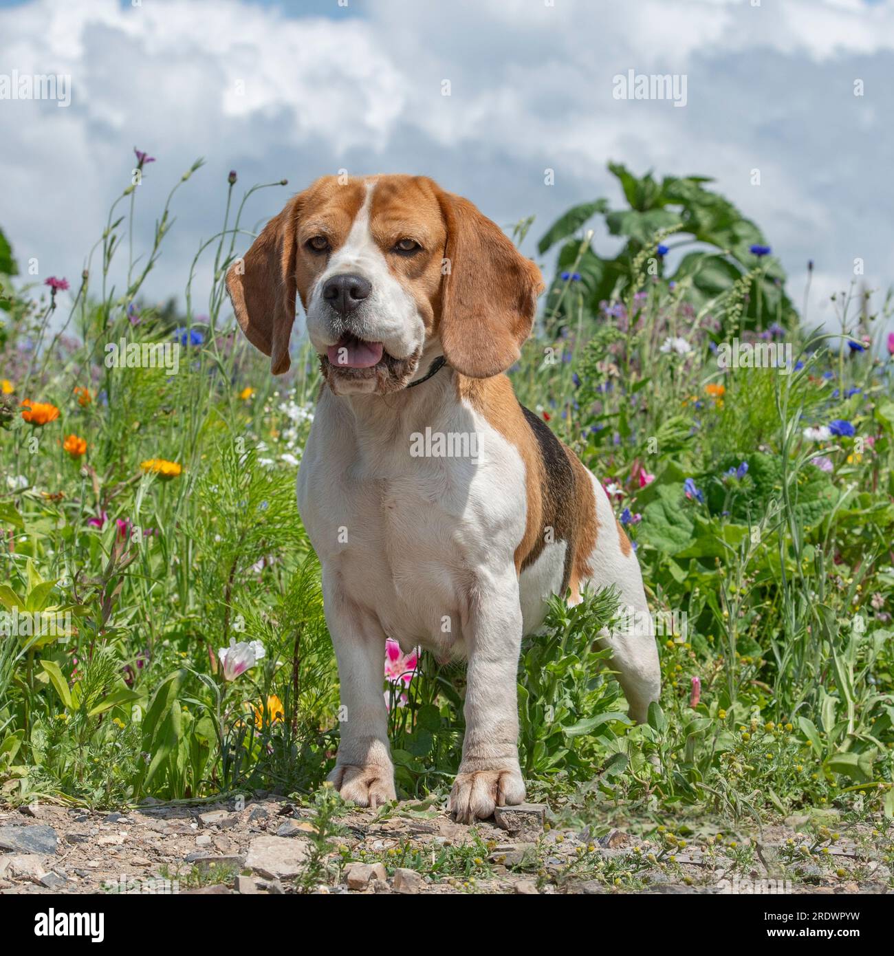 beagle in countryside Stock Photo - Alamy