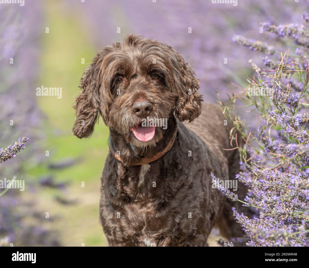 cockerpoo in lavender flowers Stock Photo - Alamy