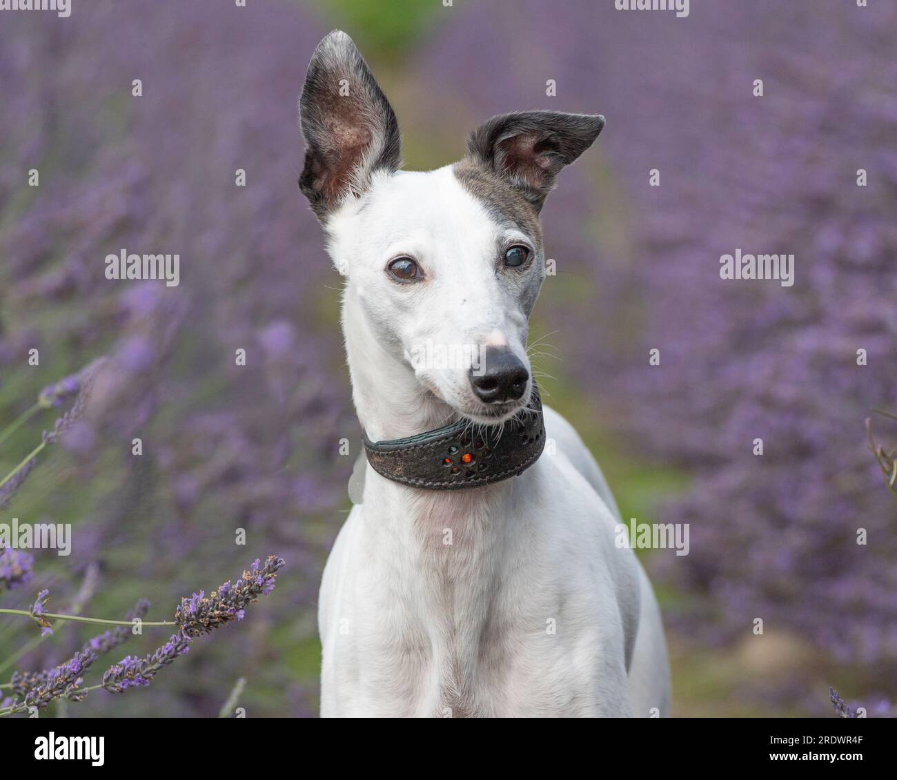 whippet dog in lavender flowers Stock Photo - Alamy