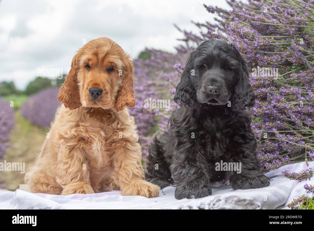English Cocker Spaniel puppies Stock Photo - Alamy