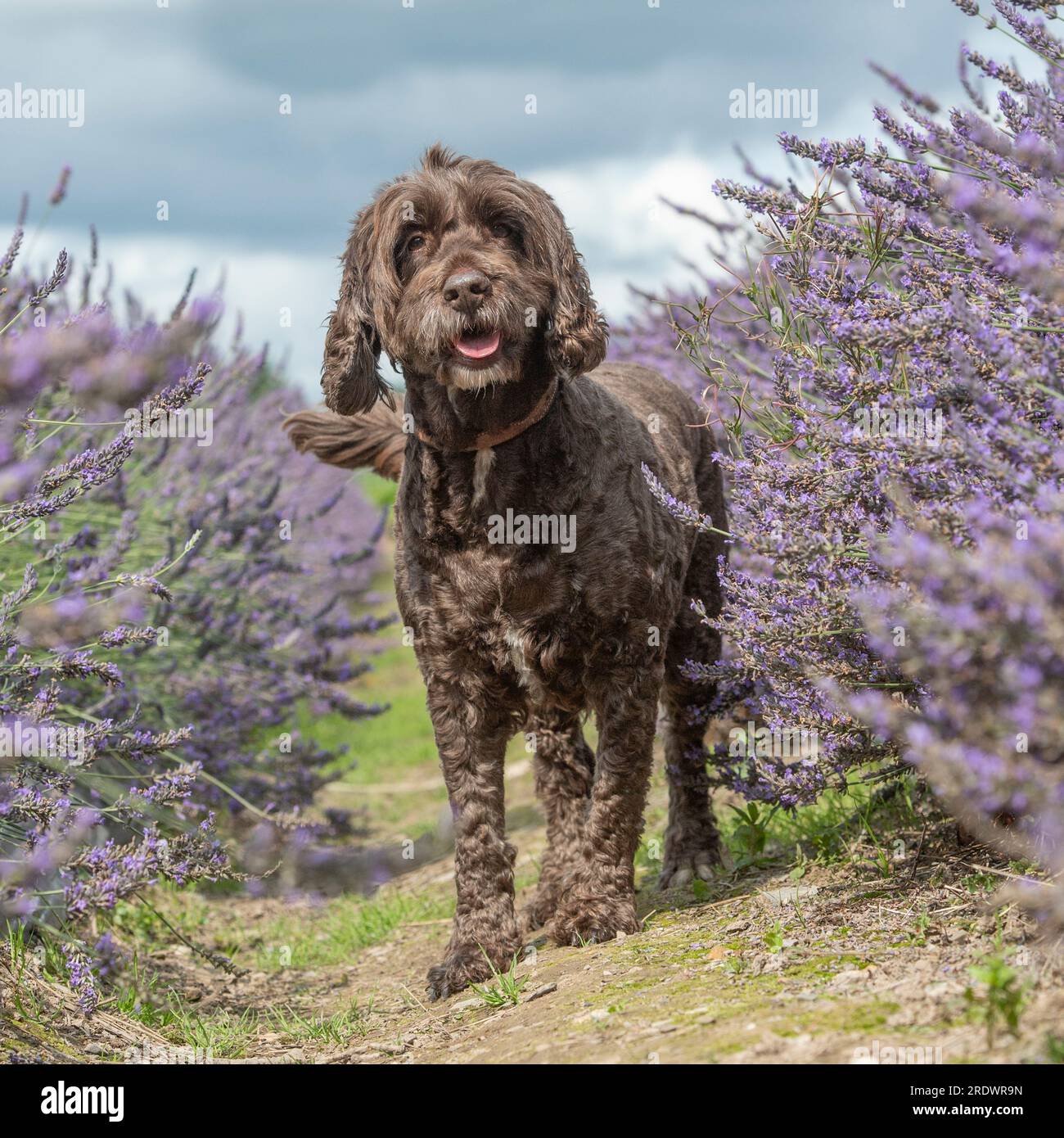 cockapoo dog in lavender flowers Stock Photo - Alamy