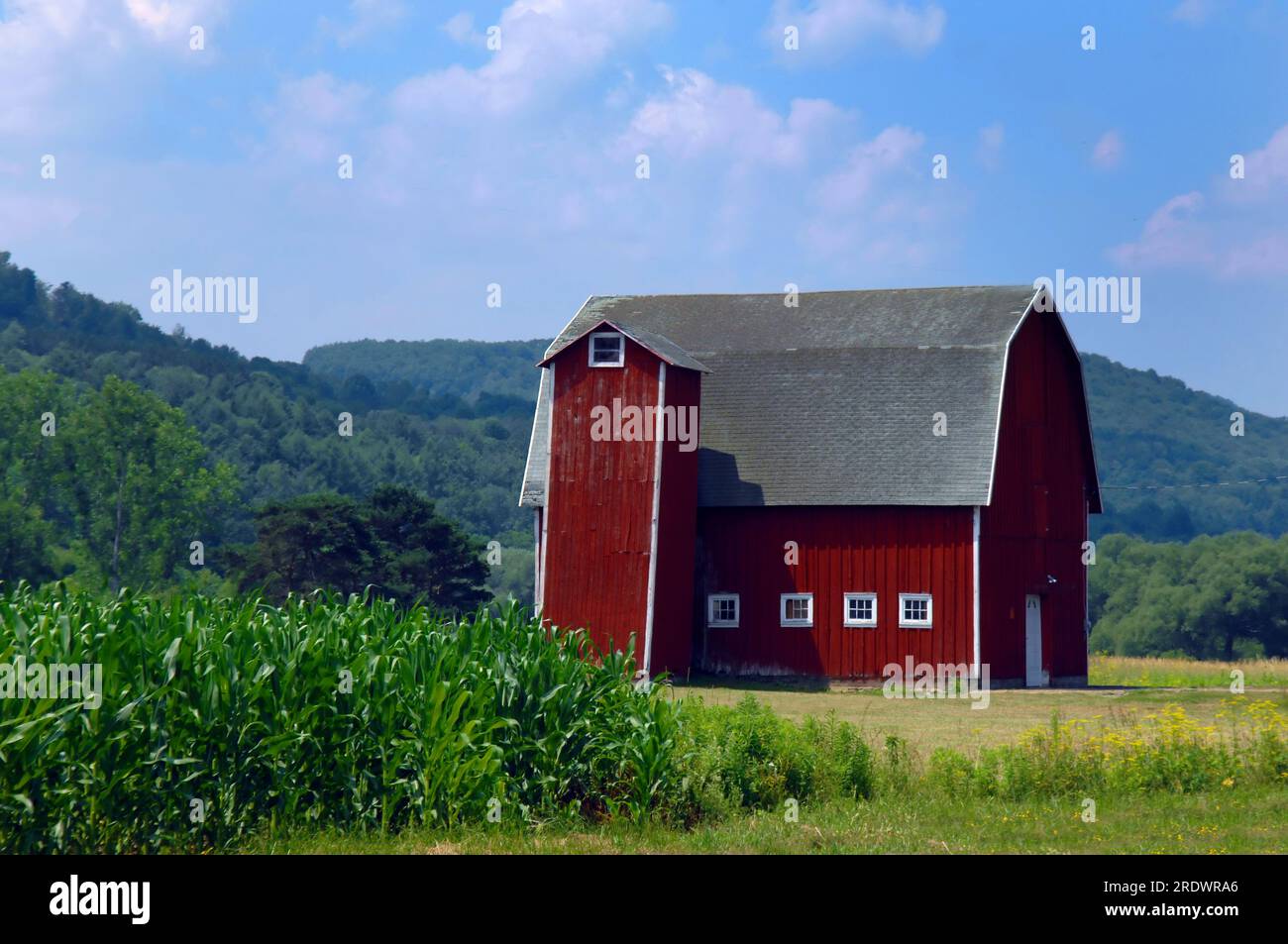 Rustic red, wooden barn has unusual square silo. Corn field sits next ...