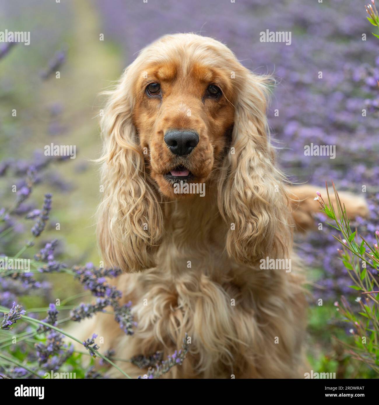 english cocker spaniel Stock Photo - Alamy