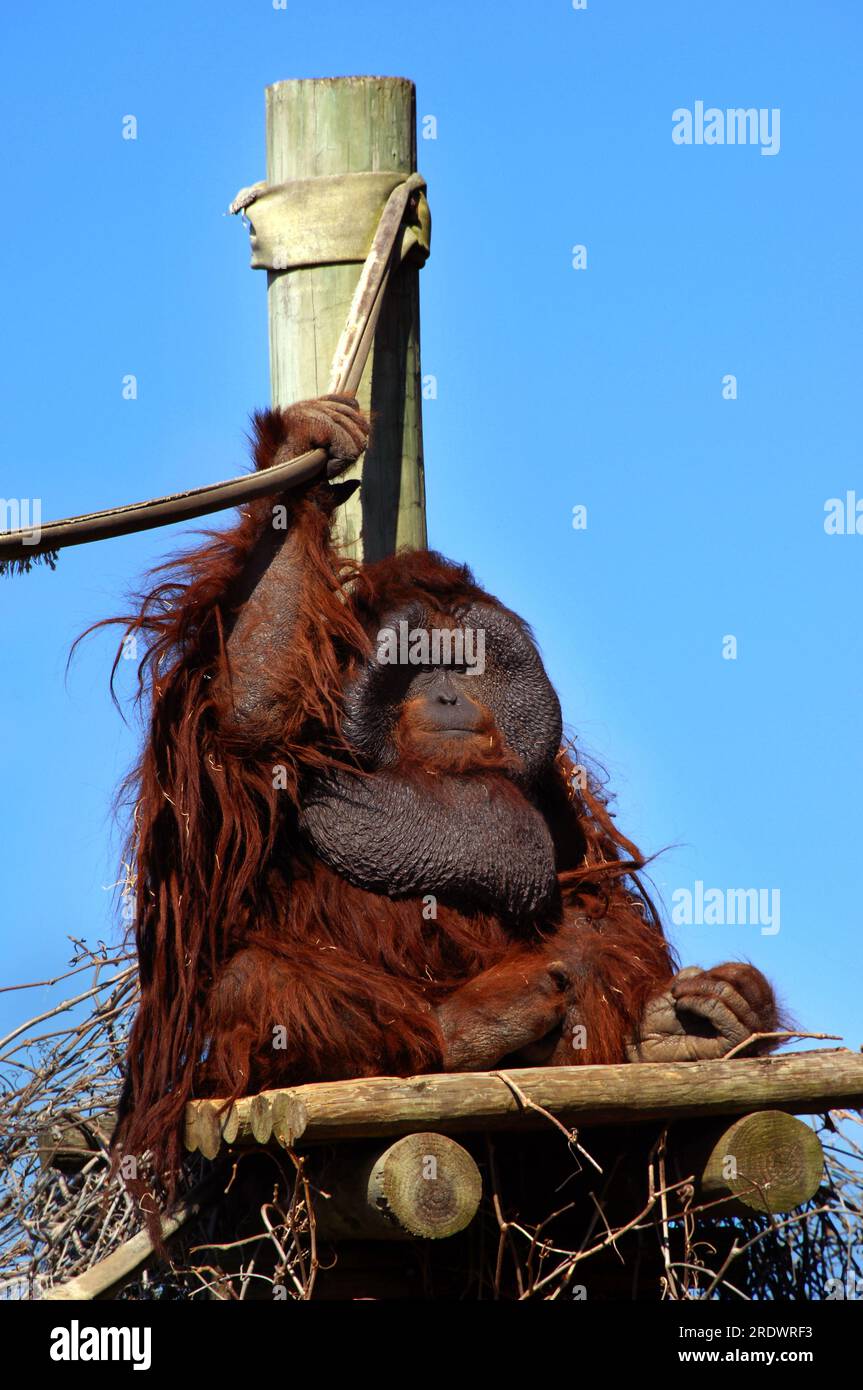 Orangatang perches on his platform and holds his rope security. Rustic ...