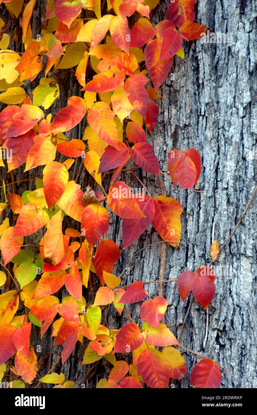 Tree trunk has clinging vine of poison ivy. Leaves are beautiful in the ...