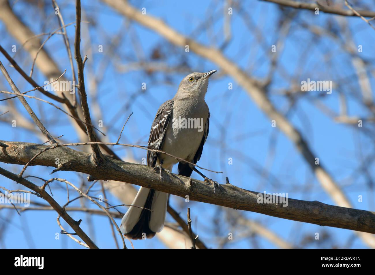 The state bird of Arkansas, the Mocking Bird", is perched on a limb and ...