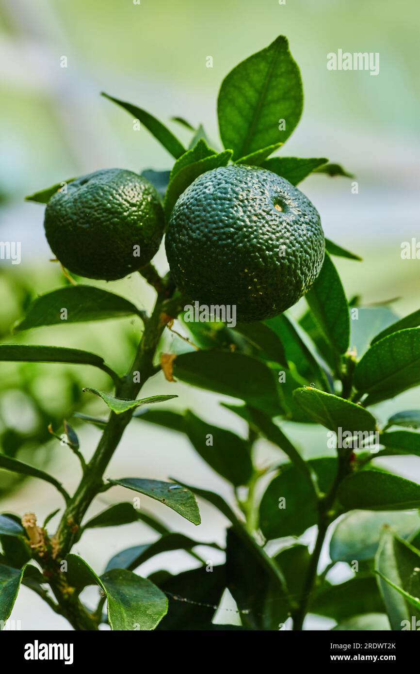 Myrtleleaf hi-res stock photography and images - Alamy