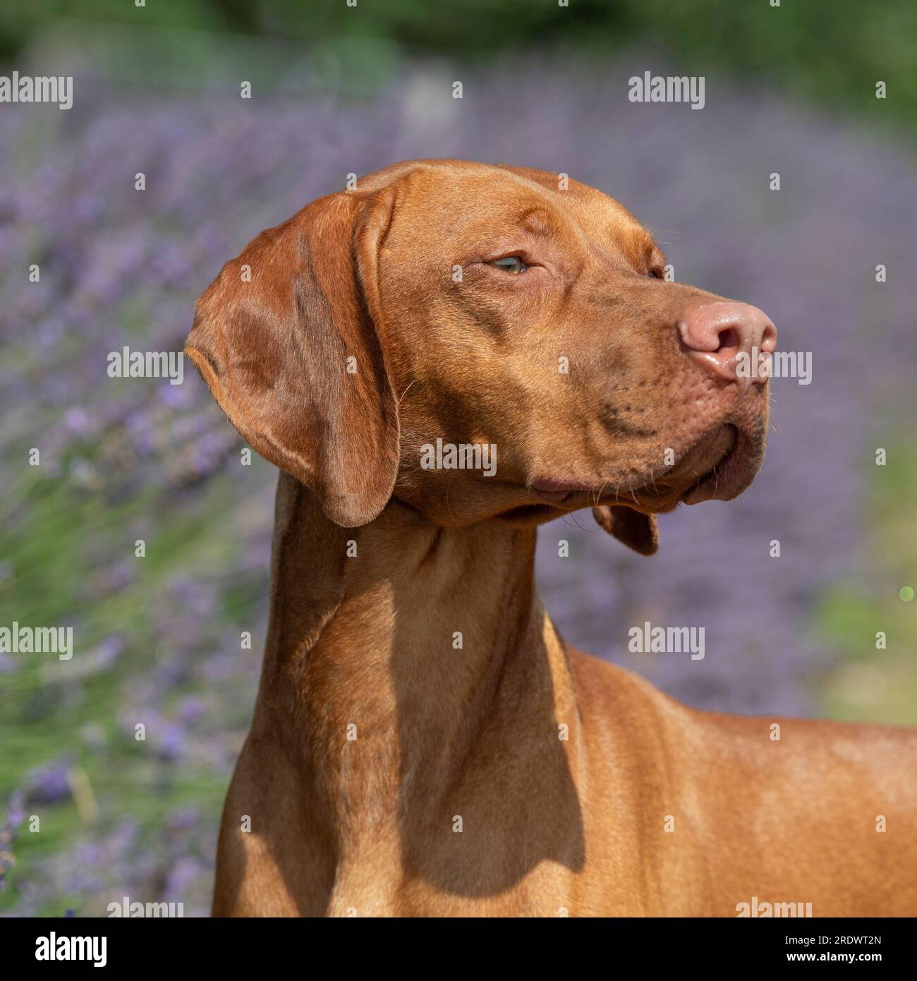 Hungarian Vizsla dog Stock Photo - Alamy