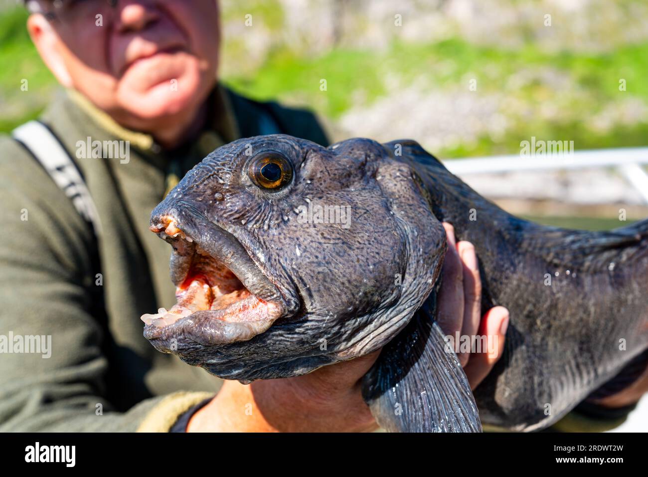 Fisherman with big wolffish near Lofoten, Senija, Alta Norway. Man ...