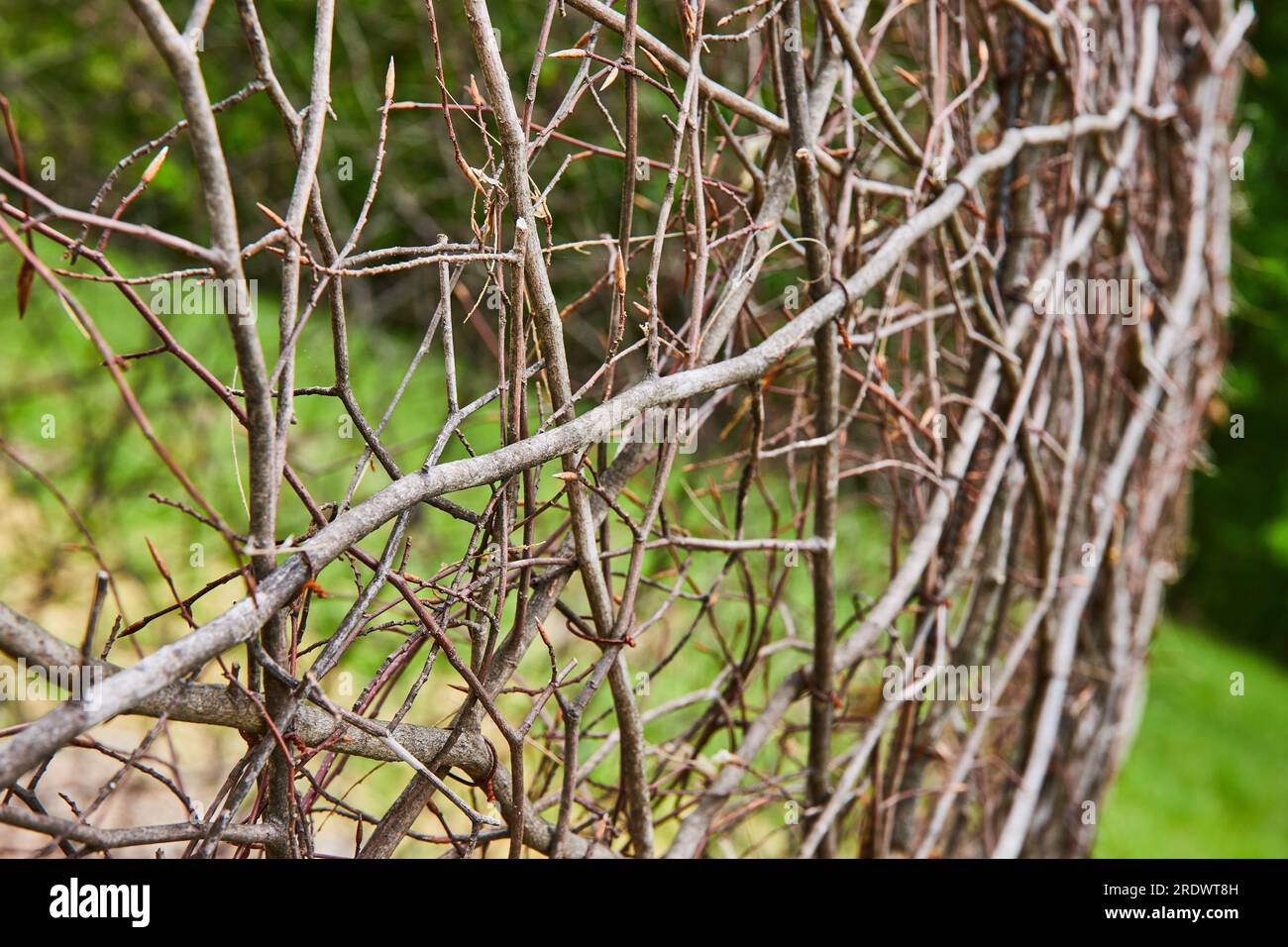 Curving ball of dead vines and twigs abstract art in Oxygen close up at ...