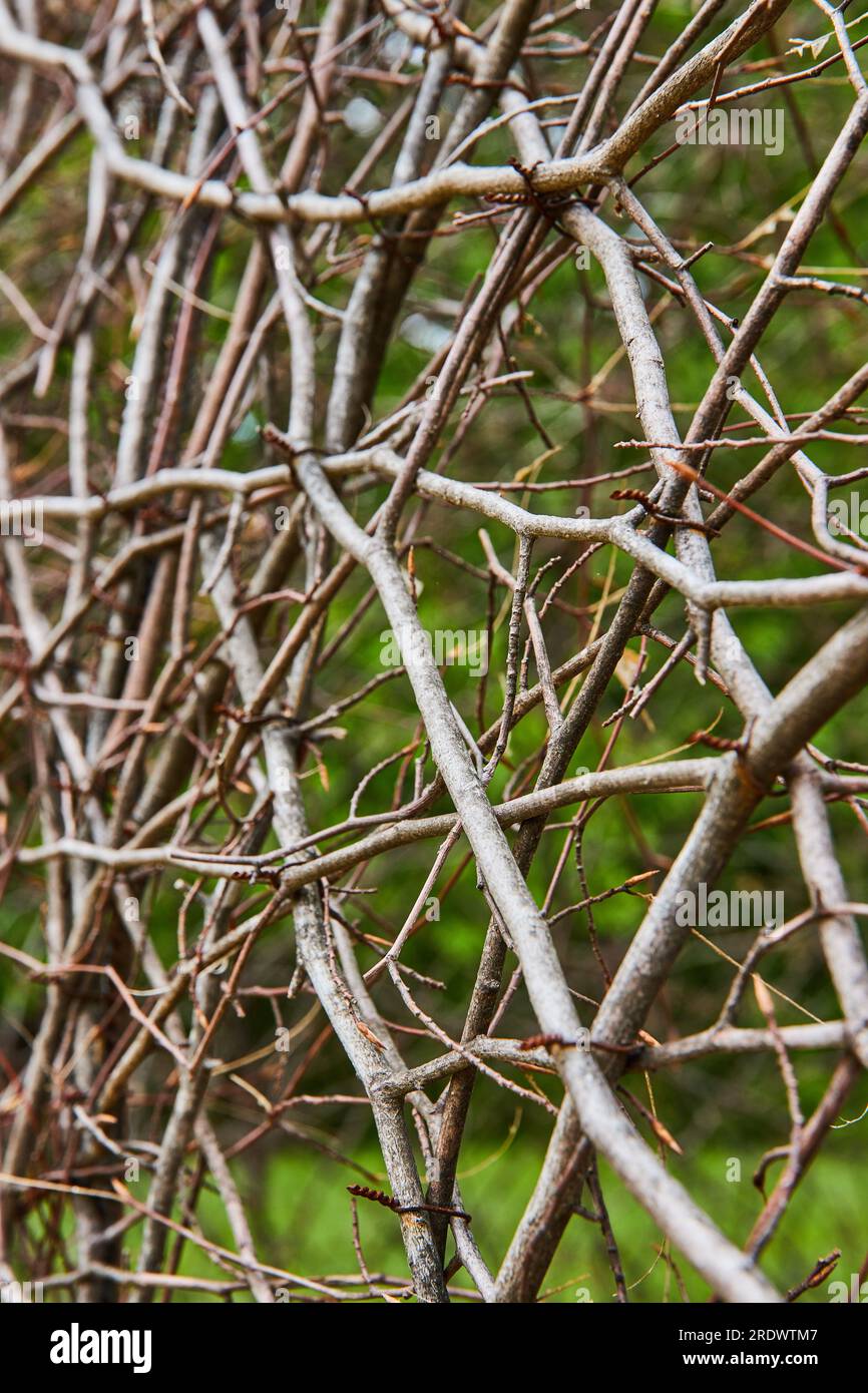 Abstract natural vines curving and climbing invisible wall background ...