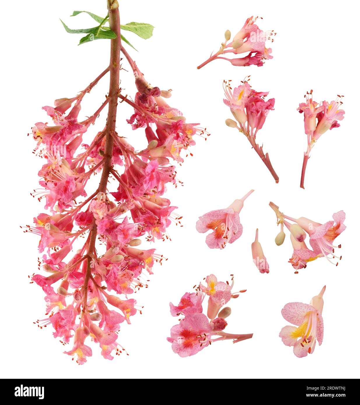 Aesculus x carnea or red horse chestnut isolated on white background ...