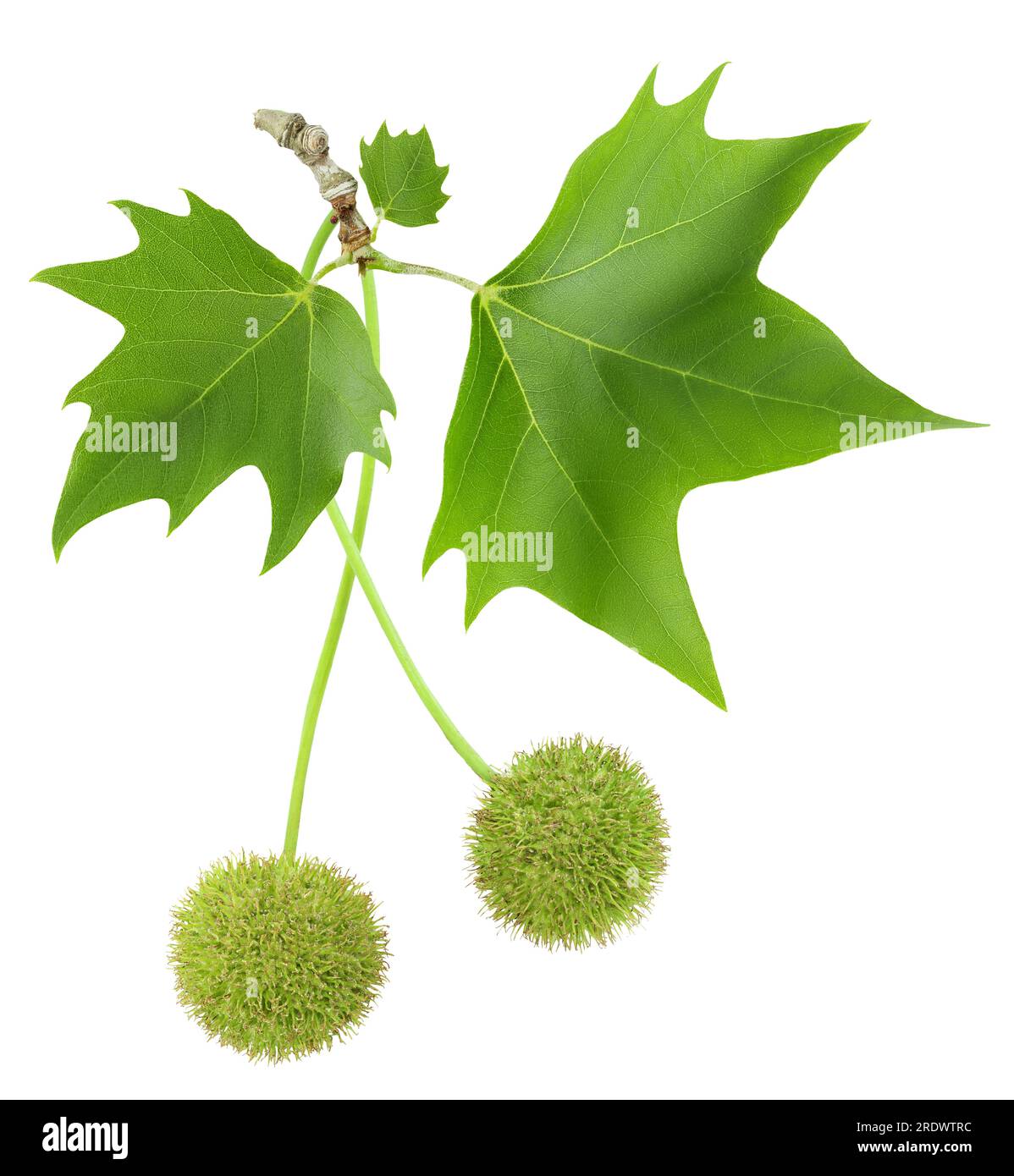 branch of sycamore plane tree isolated on white bacground. Top view ...