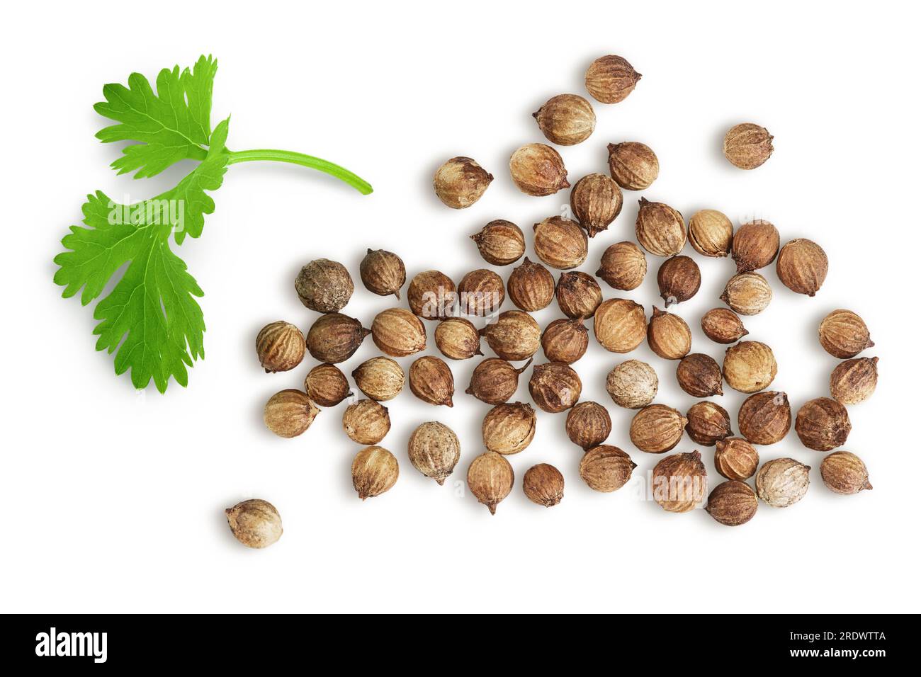 Dried coriander seeds with fresh green leaf isolated on white background. Top view. Flat lay ...