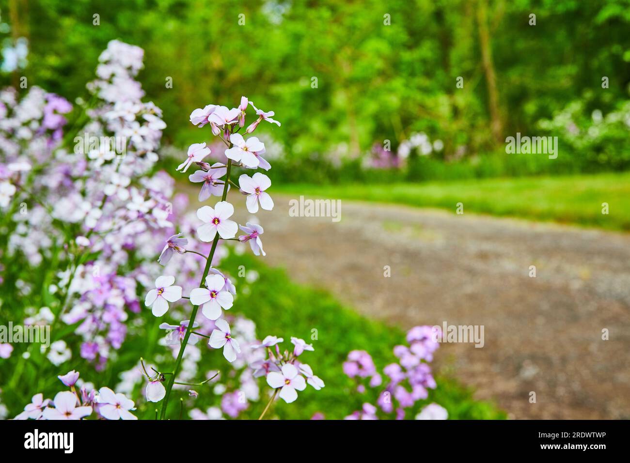 Stem of gorgeous purple Dames Rocket flowers in bloom with blurred road ...