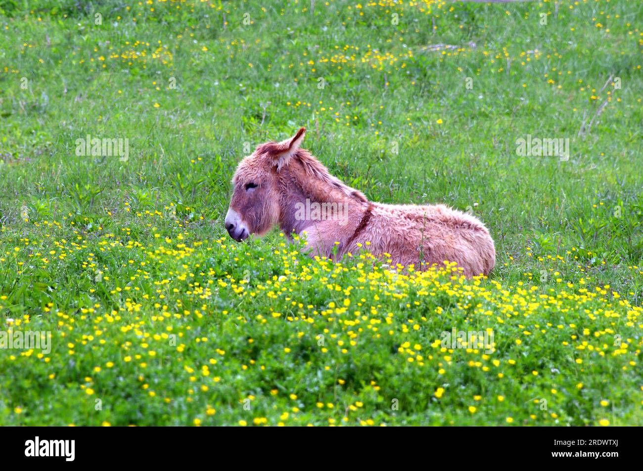 Baby burrow lies in the deep green grass of Spring along with tiny ...