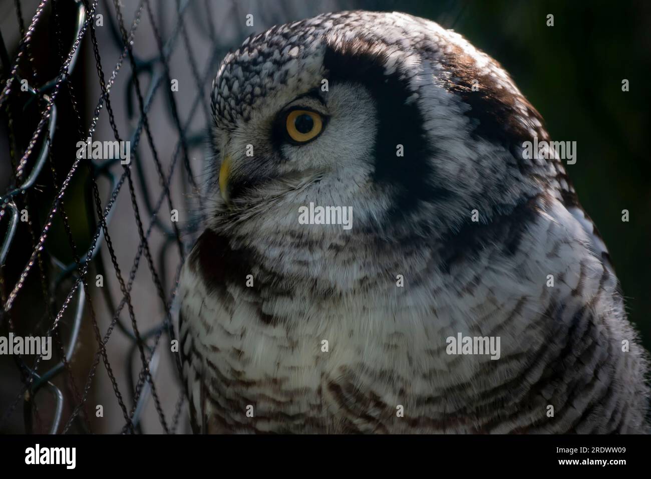 Endangered Eurasian Eagle Owl behind a caged fence at Owl Trust ...