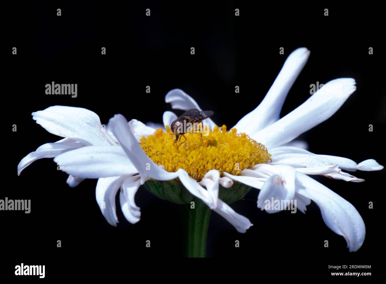 Leucanthemum superbum dwarf snow lady hi-res stock photography and ...