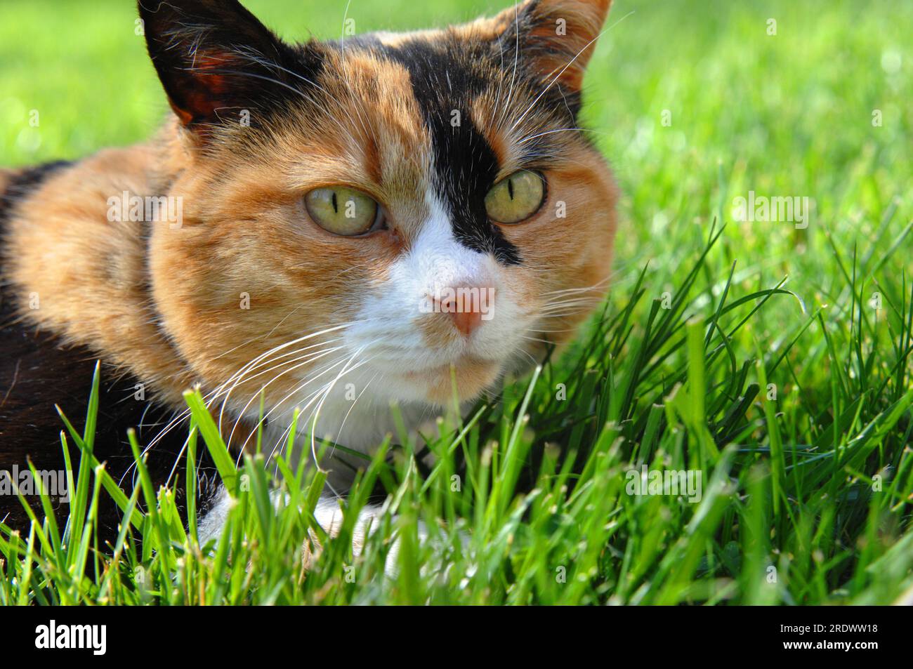 Low angle shot of a calico cat as she creeps along the ground after her ...
