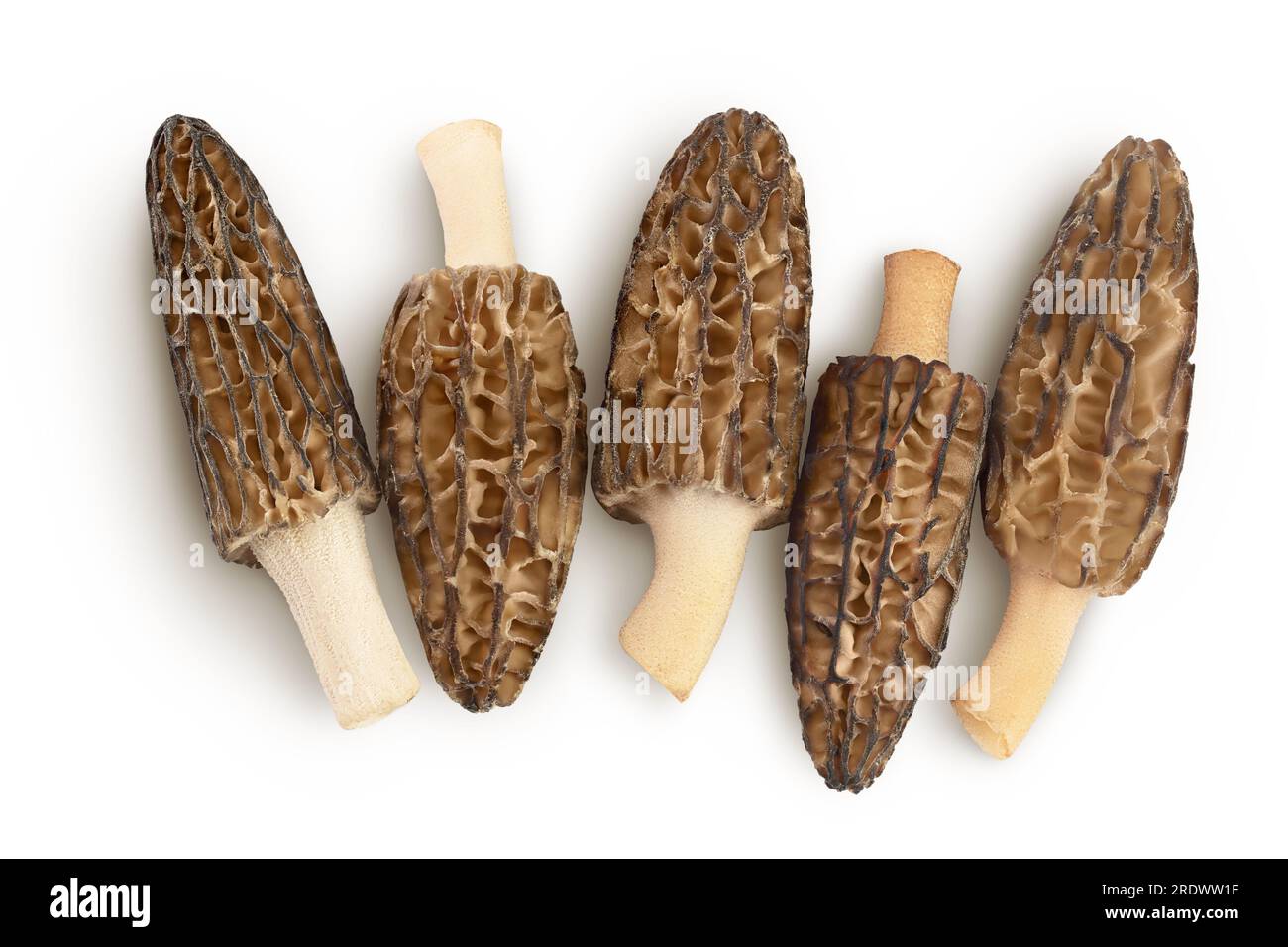 raw morel mushroom isolated on white background with full depth of ...