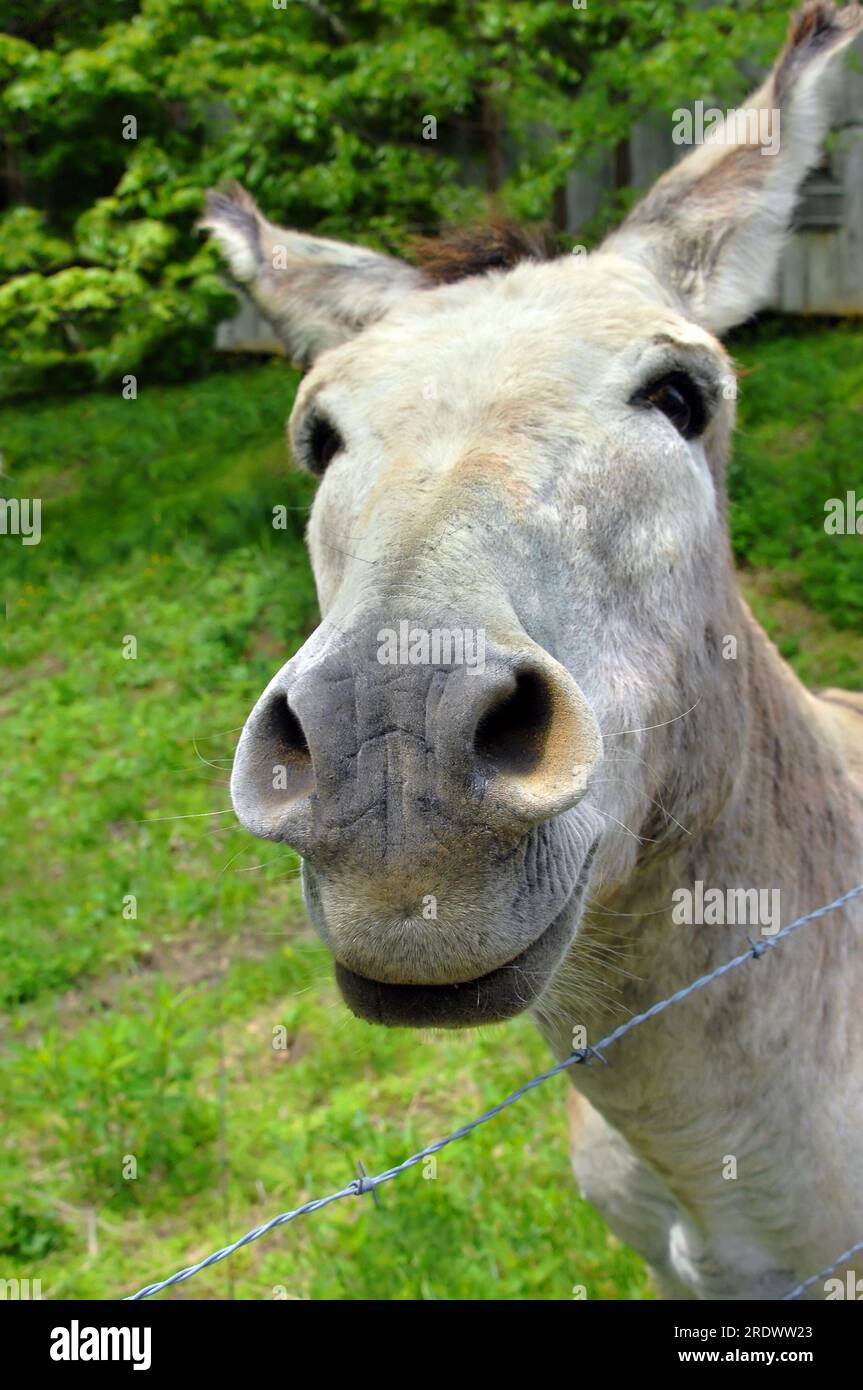 Curious white mule reaches his muzzle close to the camera. He is in a ...