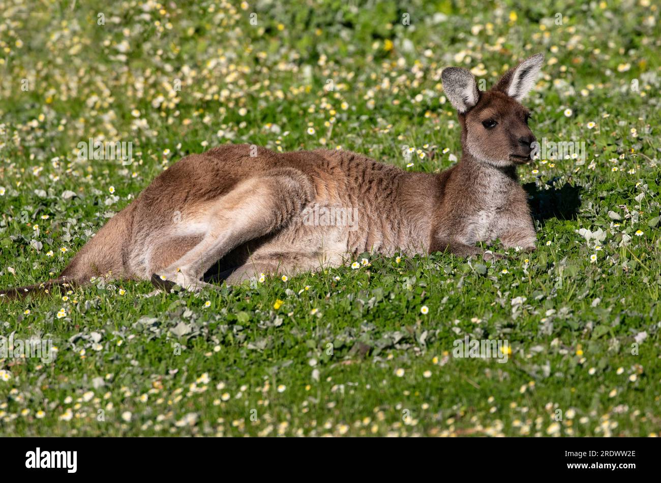 Lounging Kangaroo relaxing in green grass and small flowers of the ...