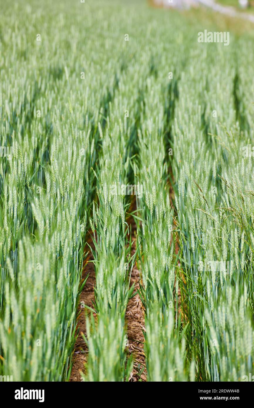 Background asset fields of green grains with lighter tufts and brown ...
