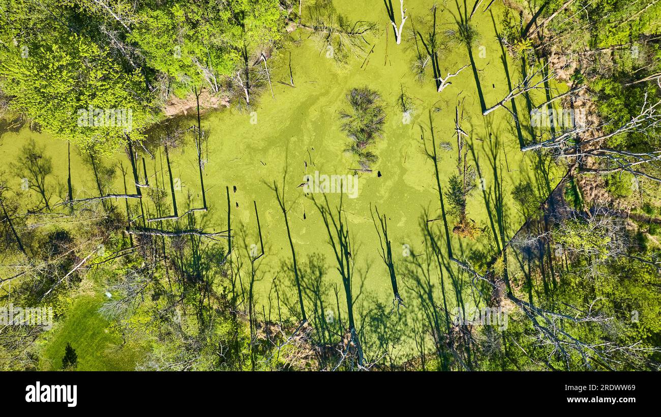 Green swamp water murky pattern with dead trees poking out of surface ...
