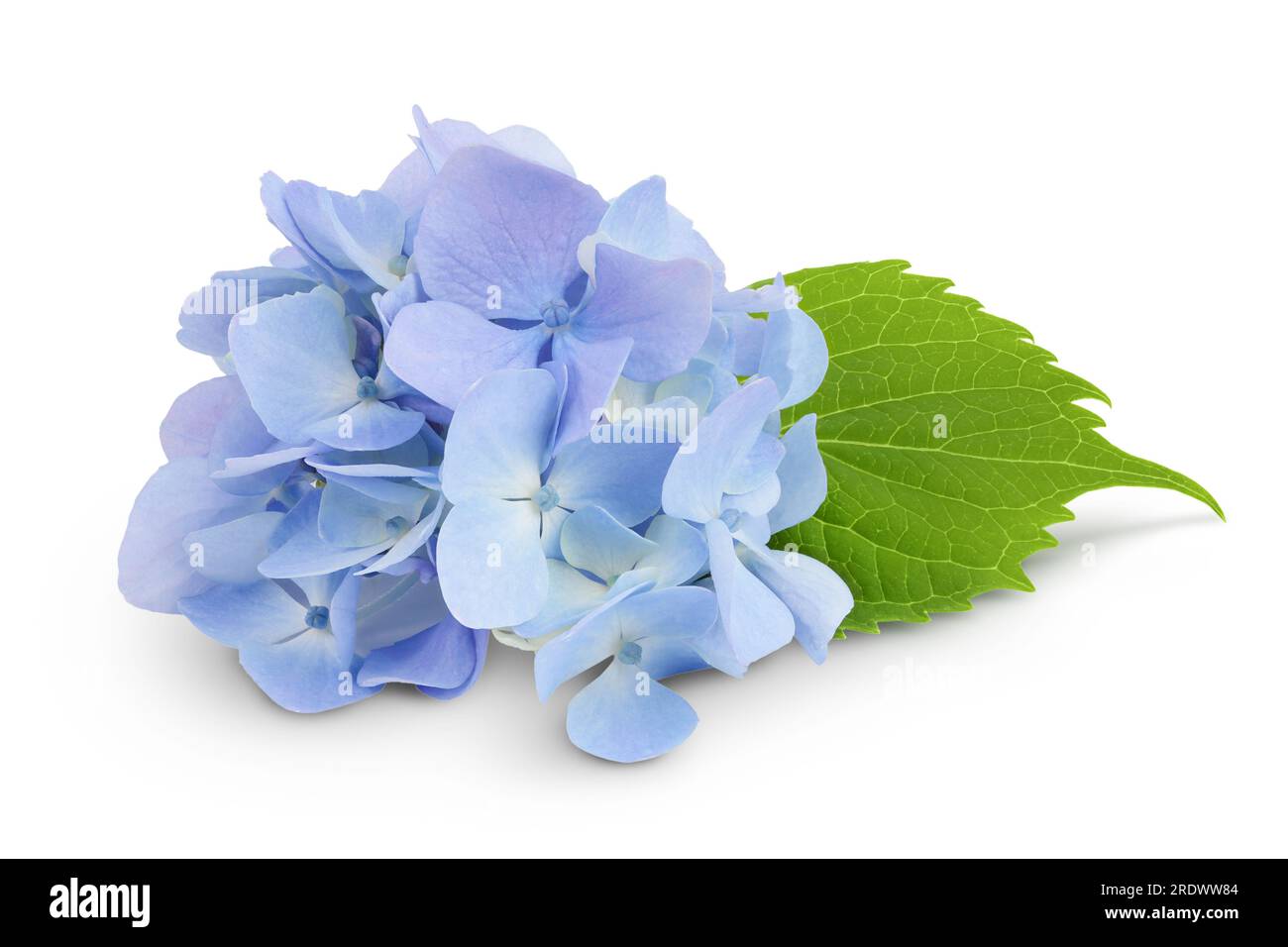 Blue Hydrangea flower isolated on white background Stock Photo - Alamy