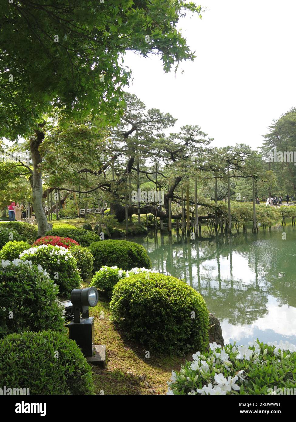 Ancient pine trees propped up by stilts: one of the features of ...