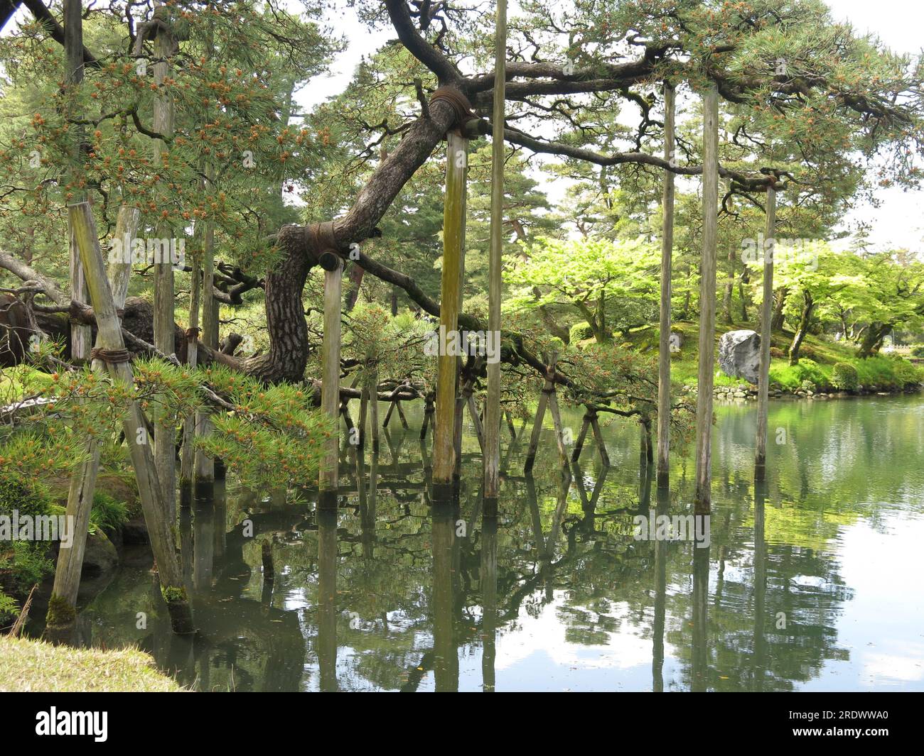Ancient pine trees propped up by stilts: one of the features of ...