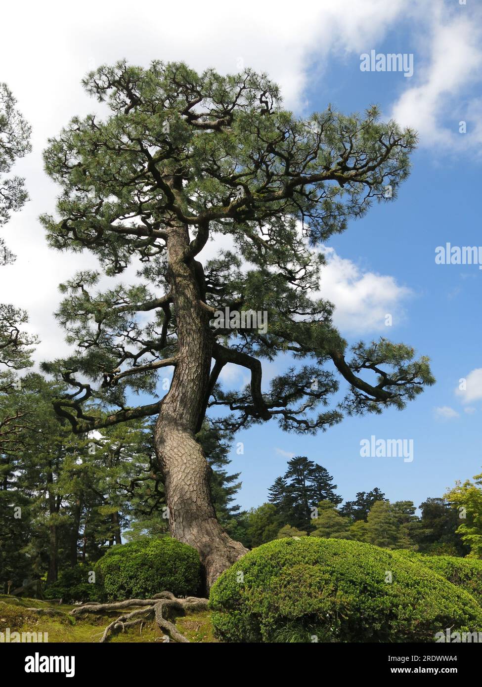 A towering ancient pine tree, with raised roots above the ground is one ...