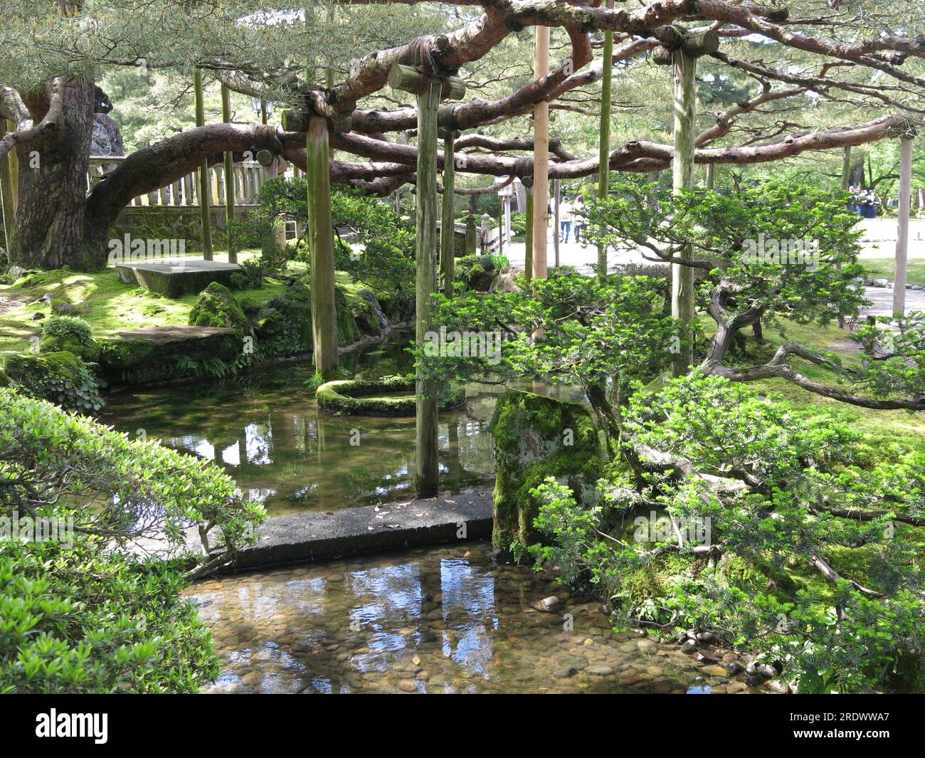 Ancient pine trees propped up by stilts: one of the features of ...