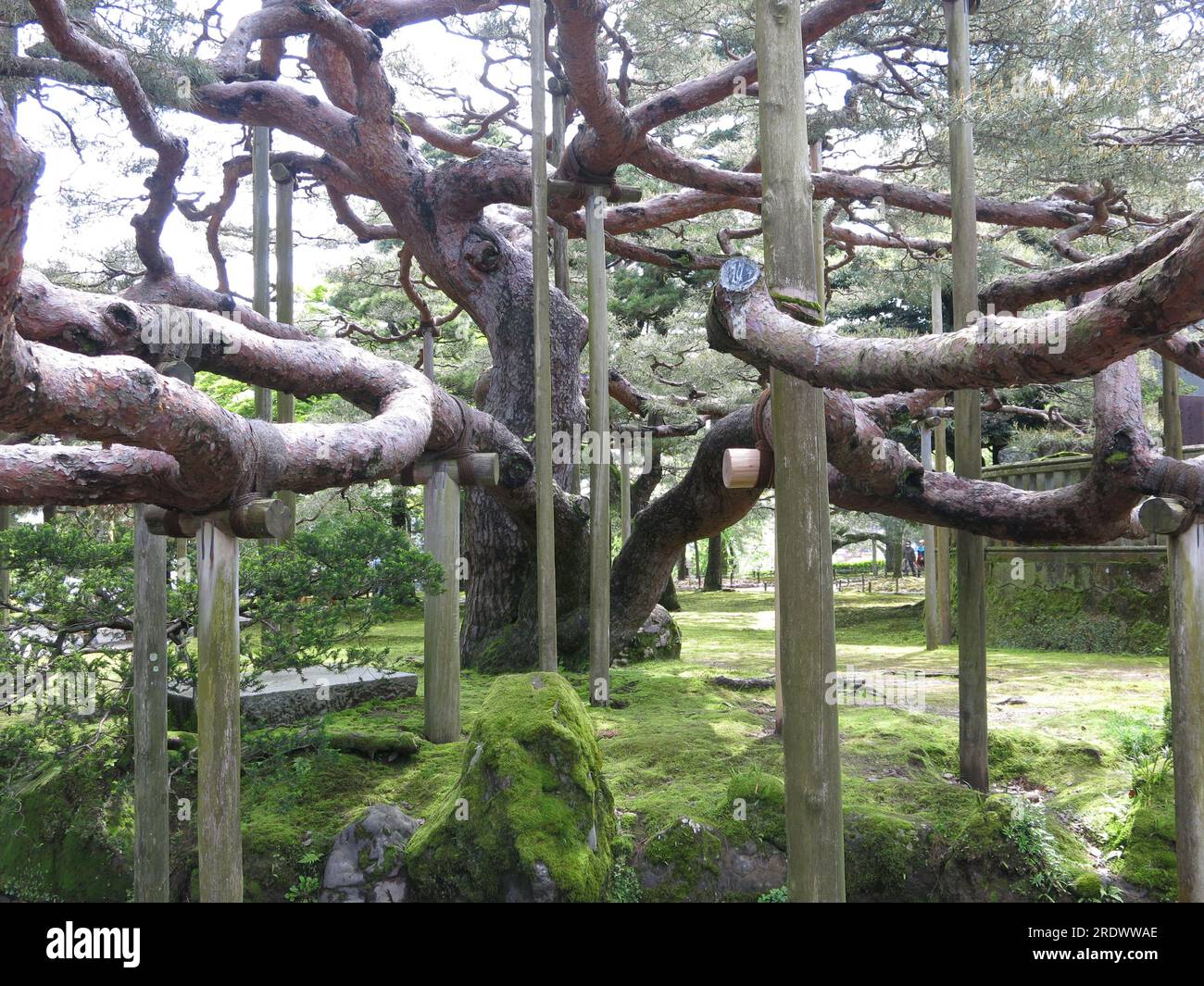 Ancient pine trees propped up by stilts: one of the features of ...