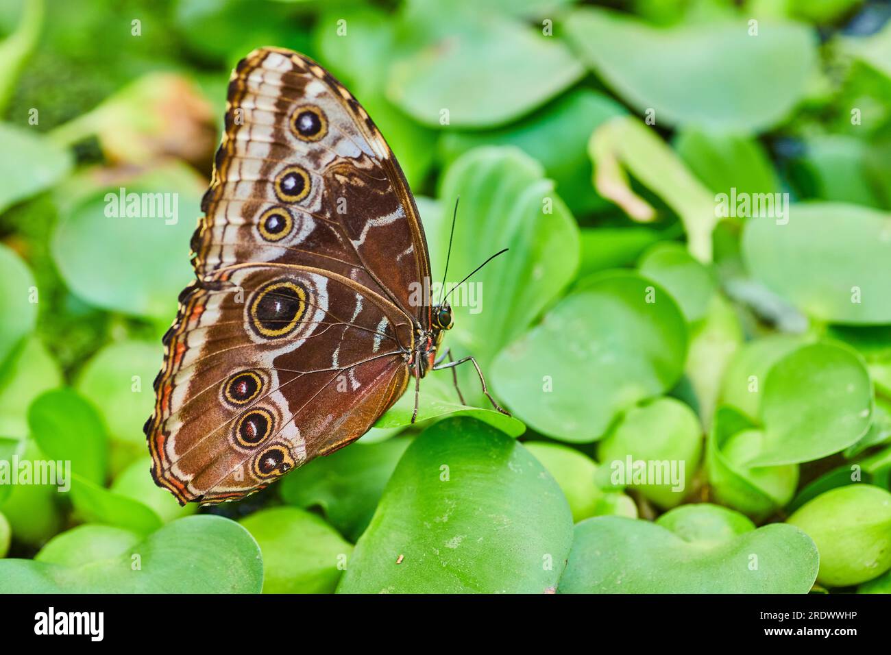 Blue Morpho butterfly with closed brown wings resting on green ...