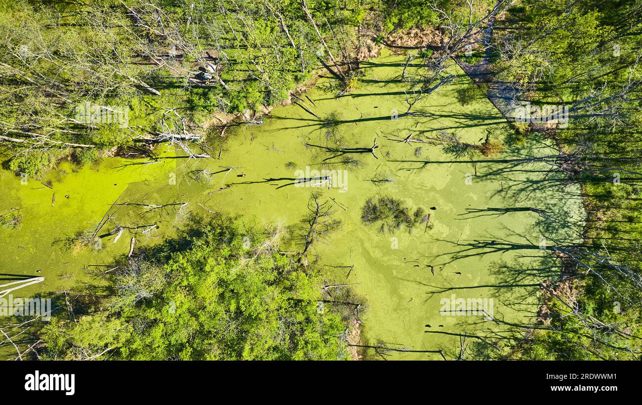 Long shadows from dead trees over downward view of boggy swamp Stock ...