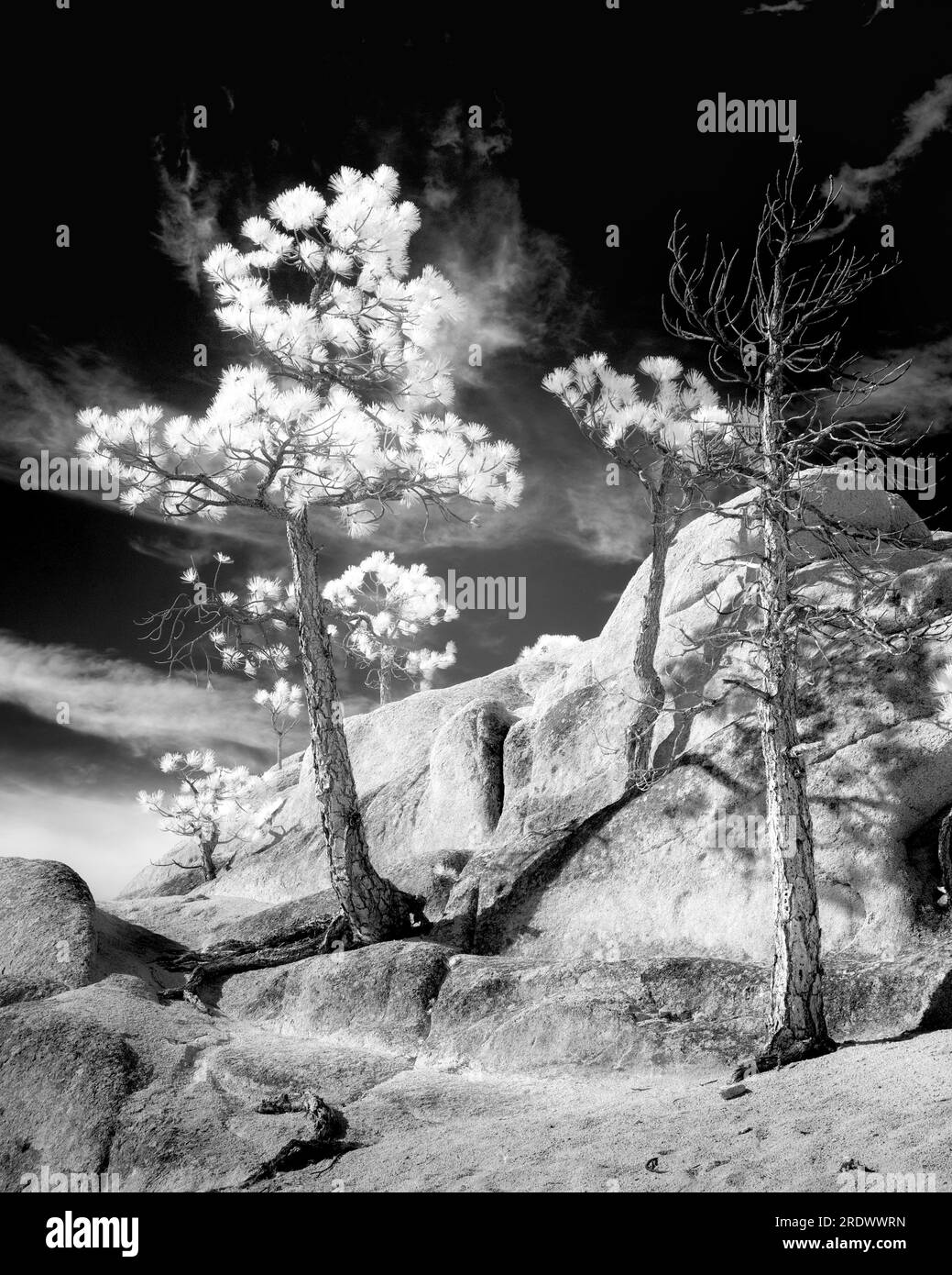 Stunted pine trees on windswept ridgeline - Lassen County California ...