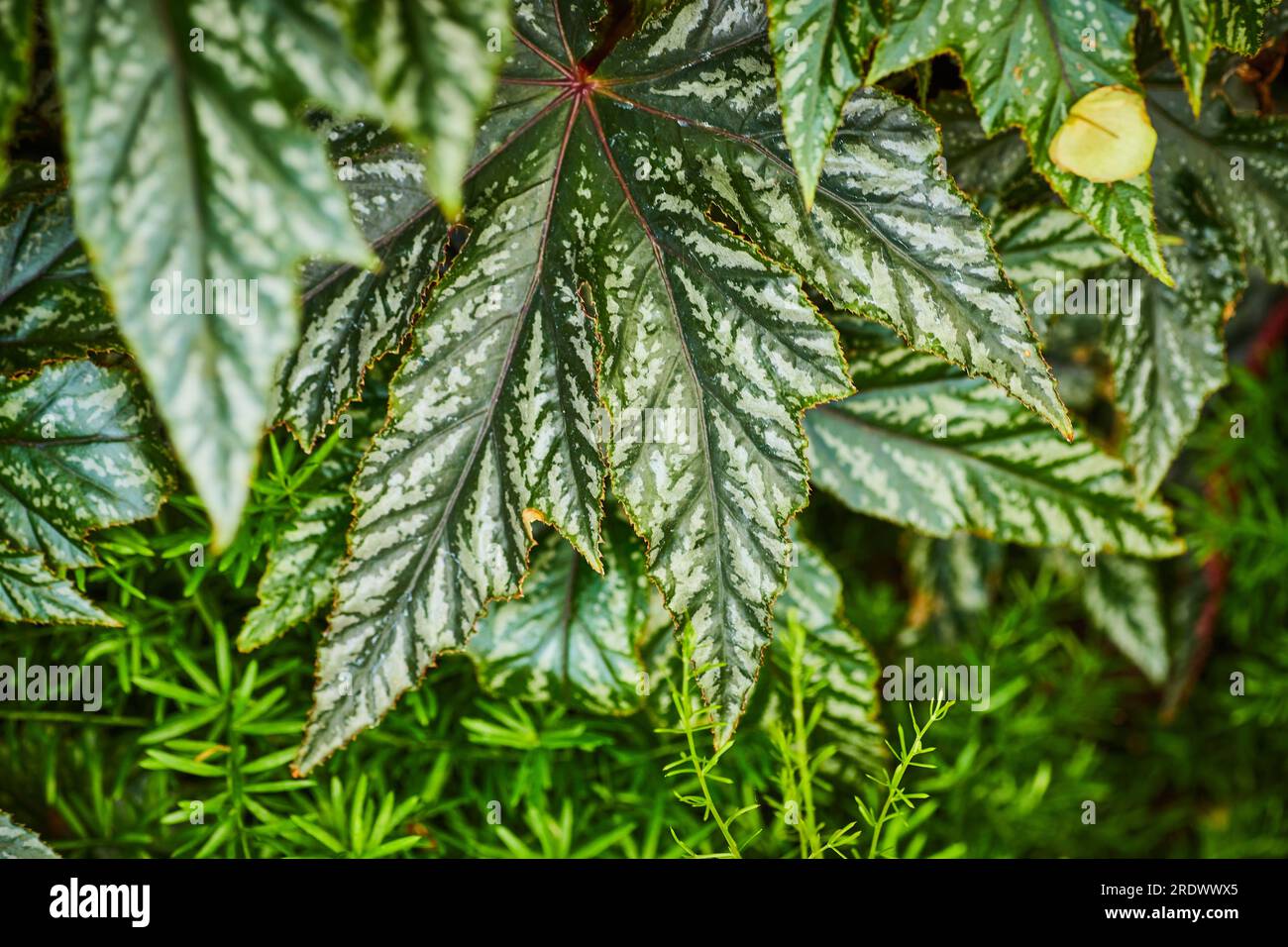 Begonia Gryphon hybrid with gorgeous dark green and white leaves and ...