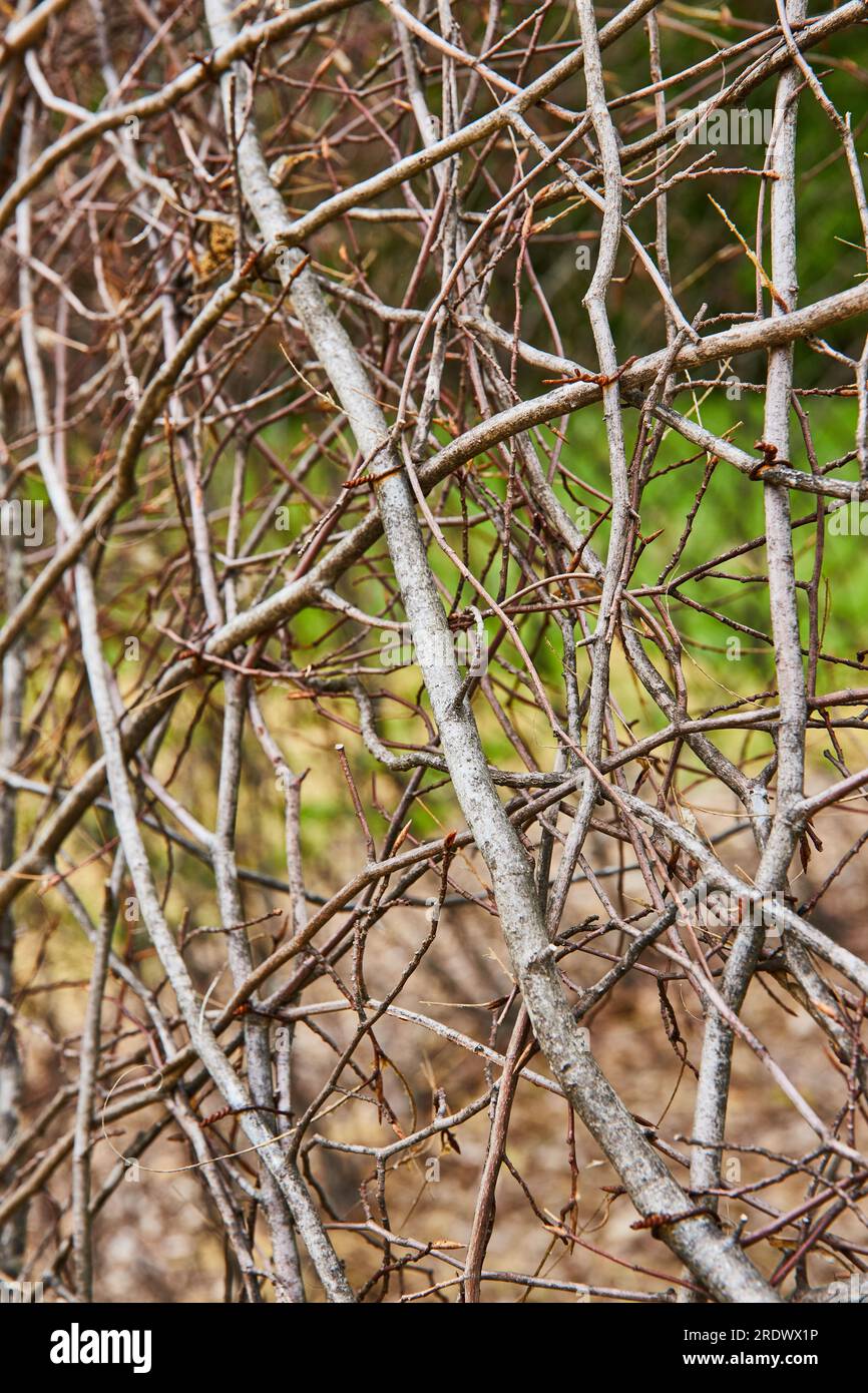 Dead vines tangled into crisscrossing pattern vertical background asset ...