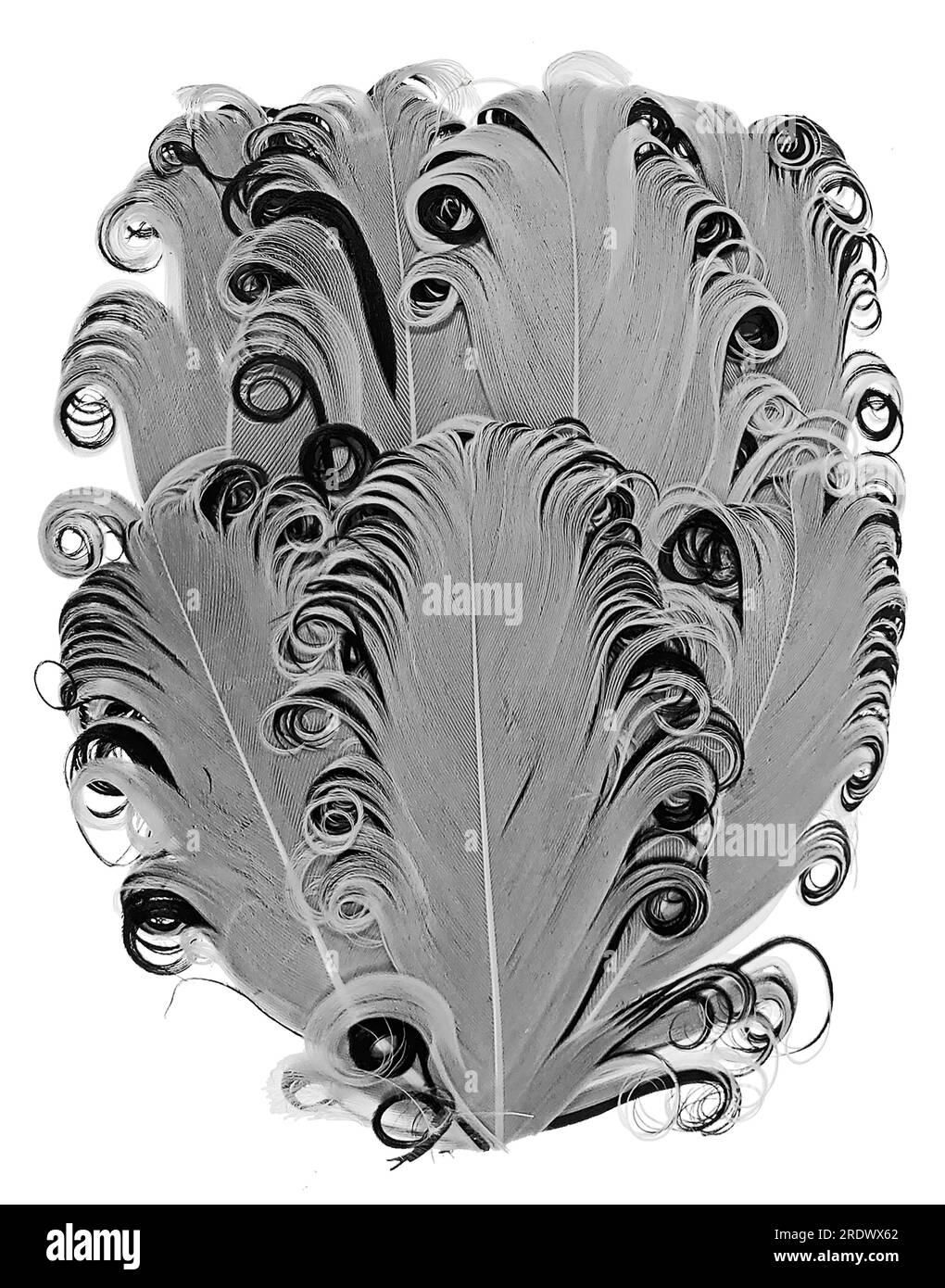 Black and white curled Feather from the wing of a bird Stock Photo - Alamy